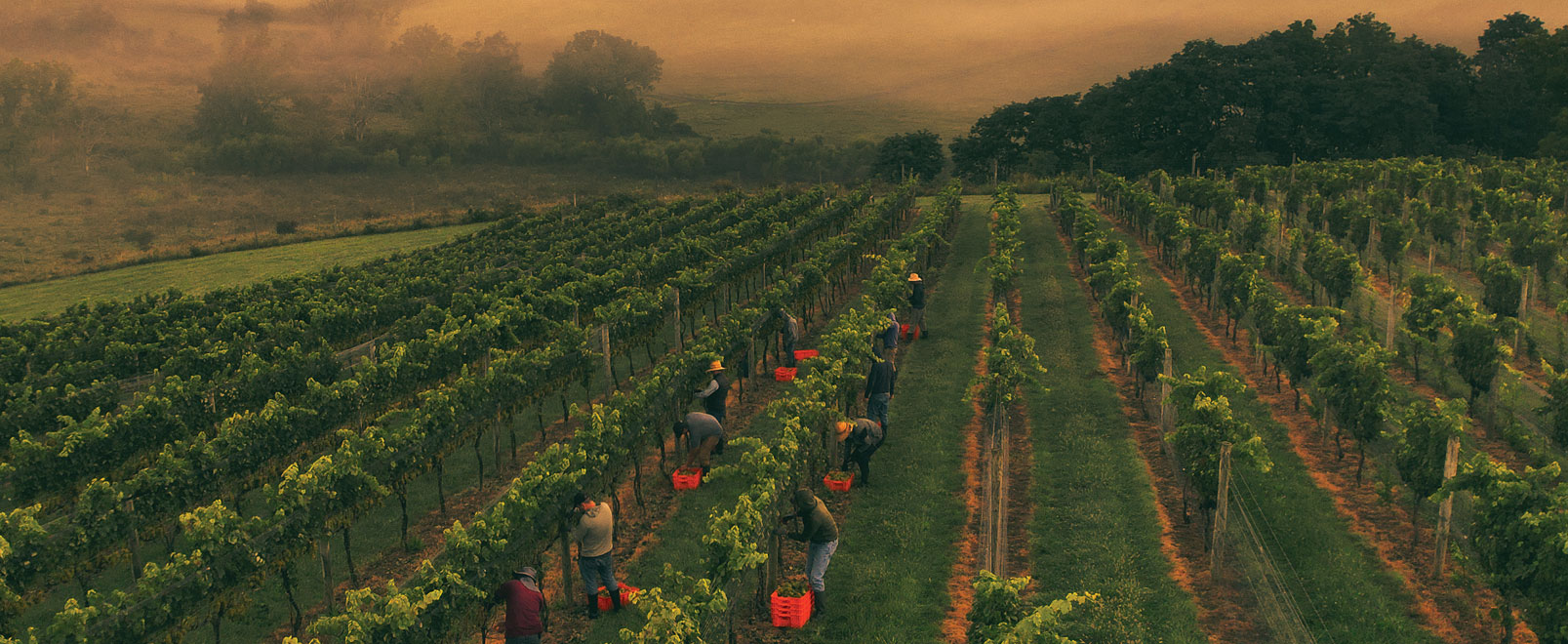 The Next Generation of Virginia Wine | Lynchburg Living