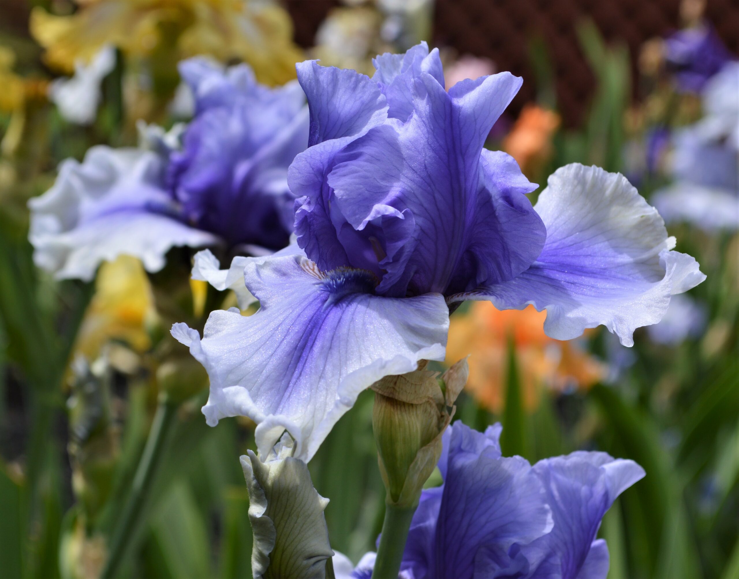 Stormy Weather Iris Gardens | Lynchburg Living