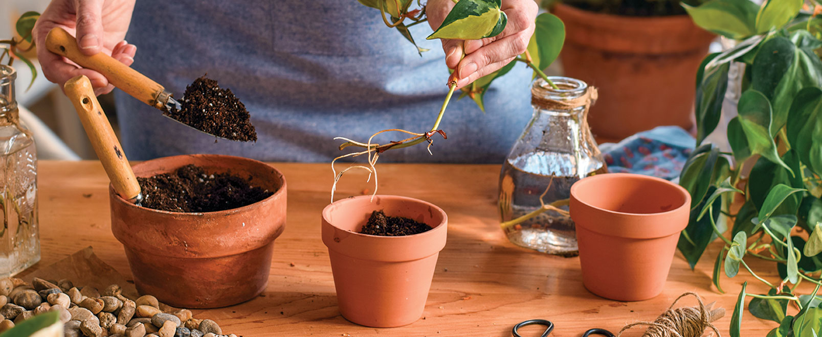 Nurturing Green Growth | Lynchburg Living